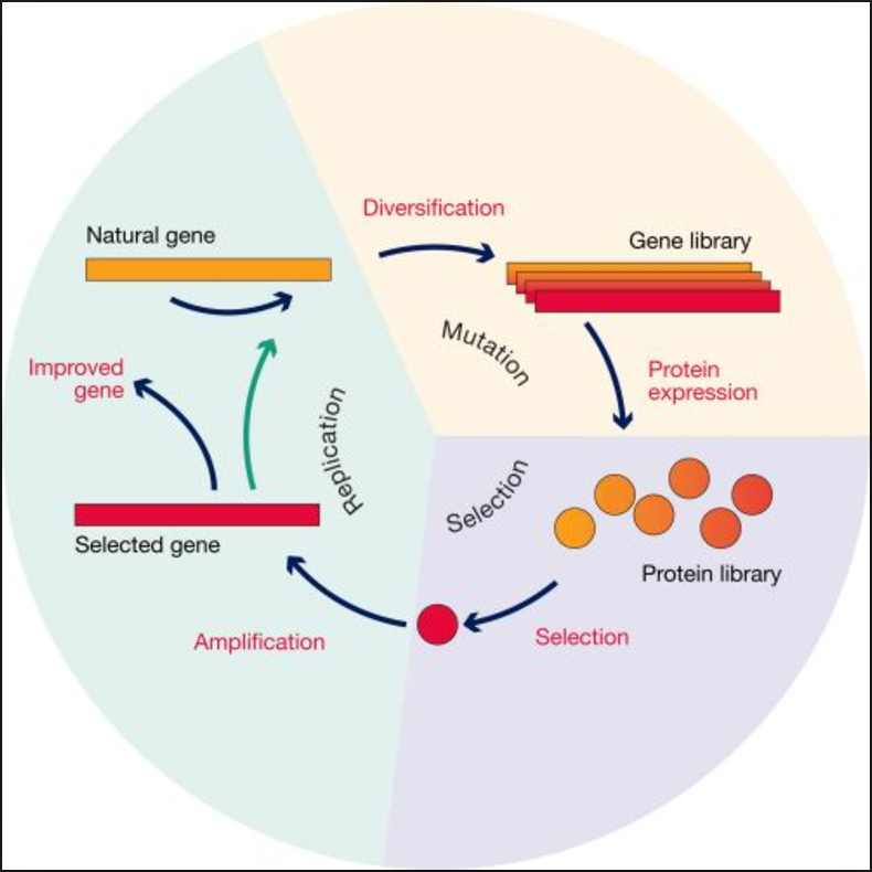 Directed Evolution Of Enzymes Macmillan Group