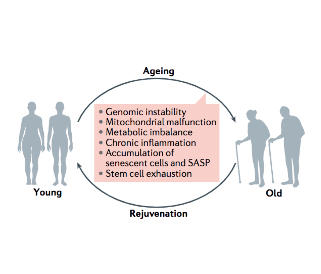 Epigenetics and Aging - Macmillan Group