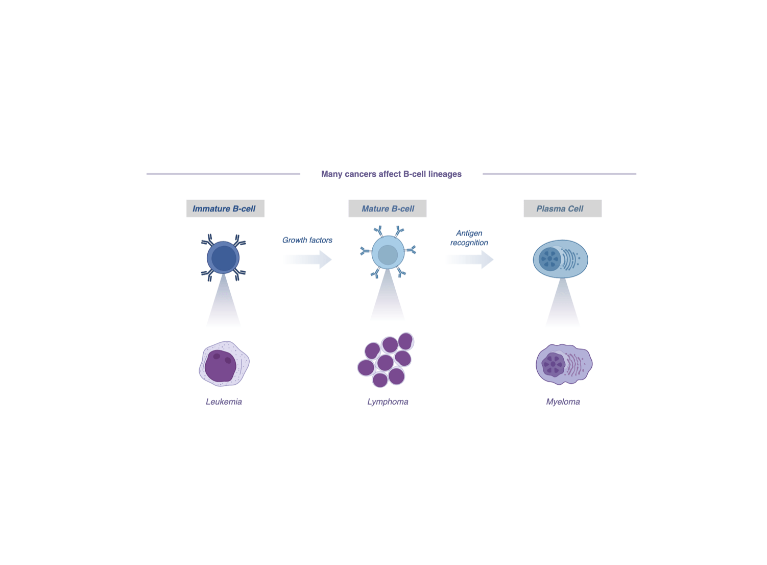 Multiple Myeloma - Macmillan Group